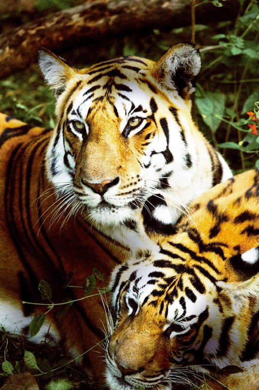 Universum / ORF Universum Bilder (Seite 8) – TV Wunschliste