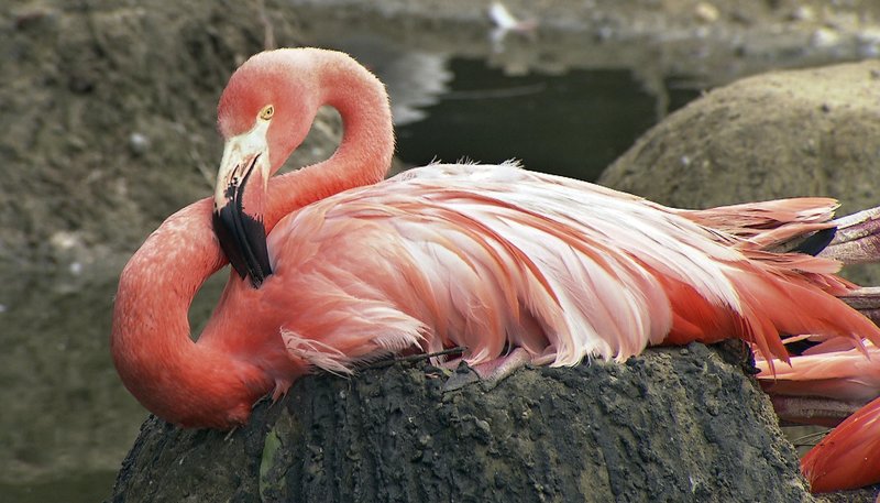 Leopard, Seebär & Co. Bilder (Seite 3) – TV Wunschliste