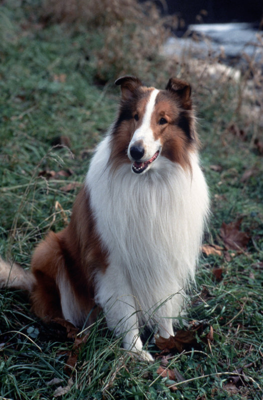 Lassie 1954 Bilder Tv Wunschliste