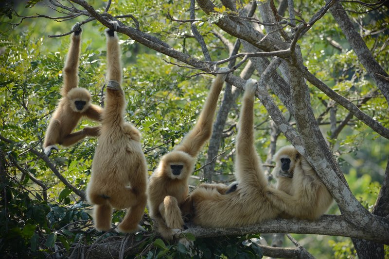 Affen - Eine faszinierende Tierfamilie Bilder – TV Wunschliste